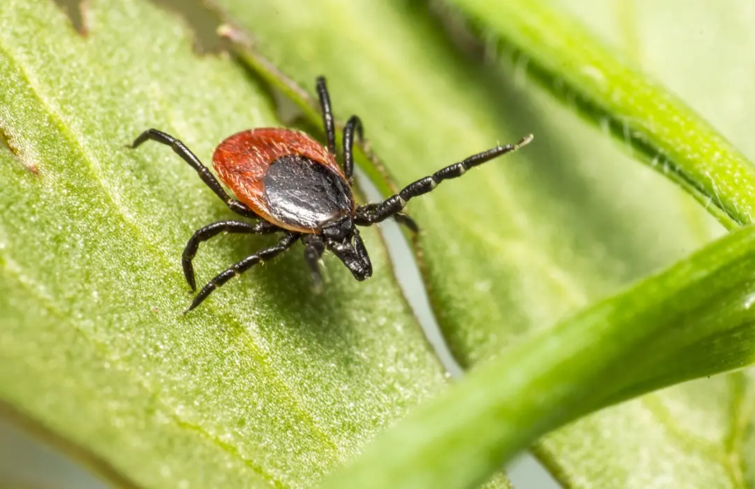 Tények és tévhitek a Lyme-kórról – tünetek, megelőzés és kezelés