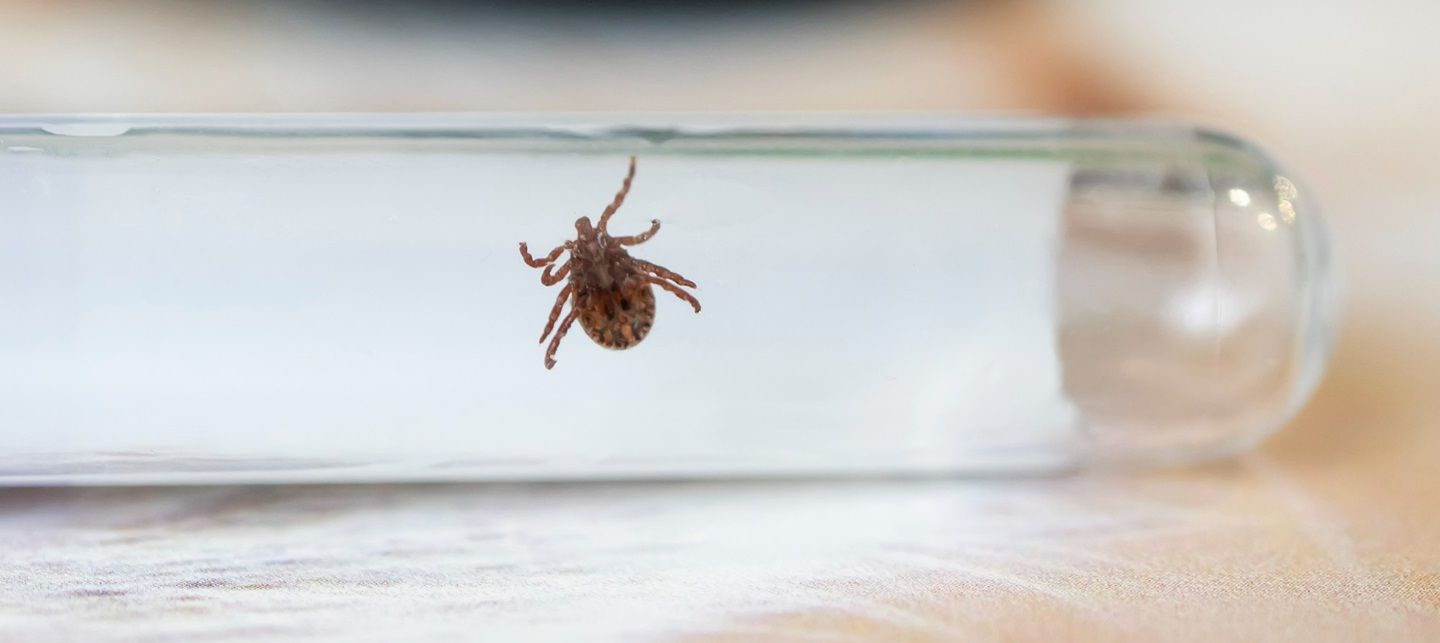 Tények és tévhitek a Lyme-kórról – tünetek, megelőzés és kezelés